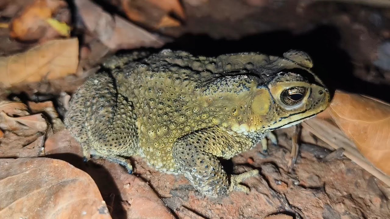Toad is sleeping in the night #nature #animals#cricket#insects# ...