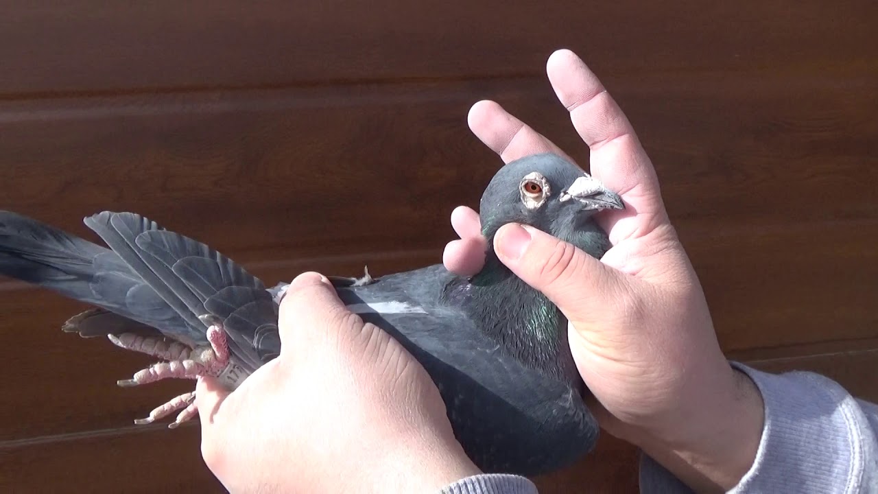 NL 1773764 - 2015 orig. Ko van Dommelen - YouTube