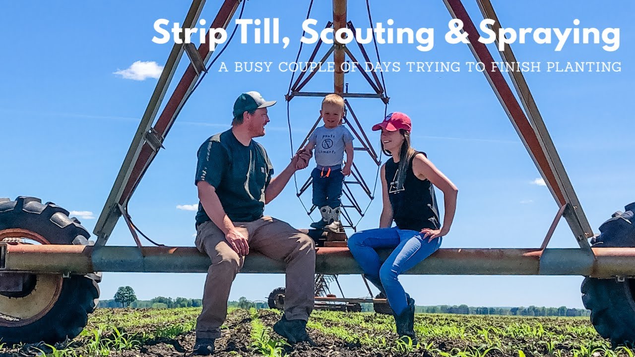 Strip Till, Scouting & Spraying - YouTube