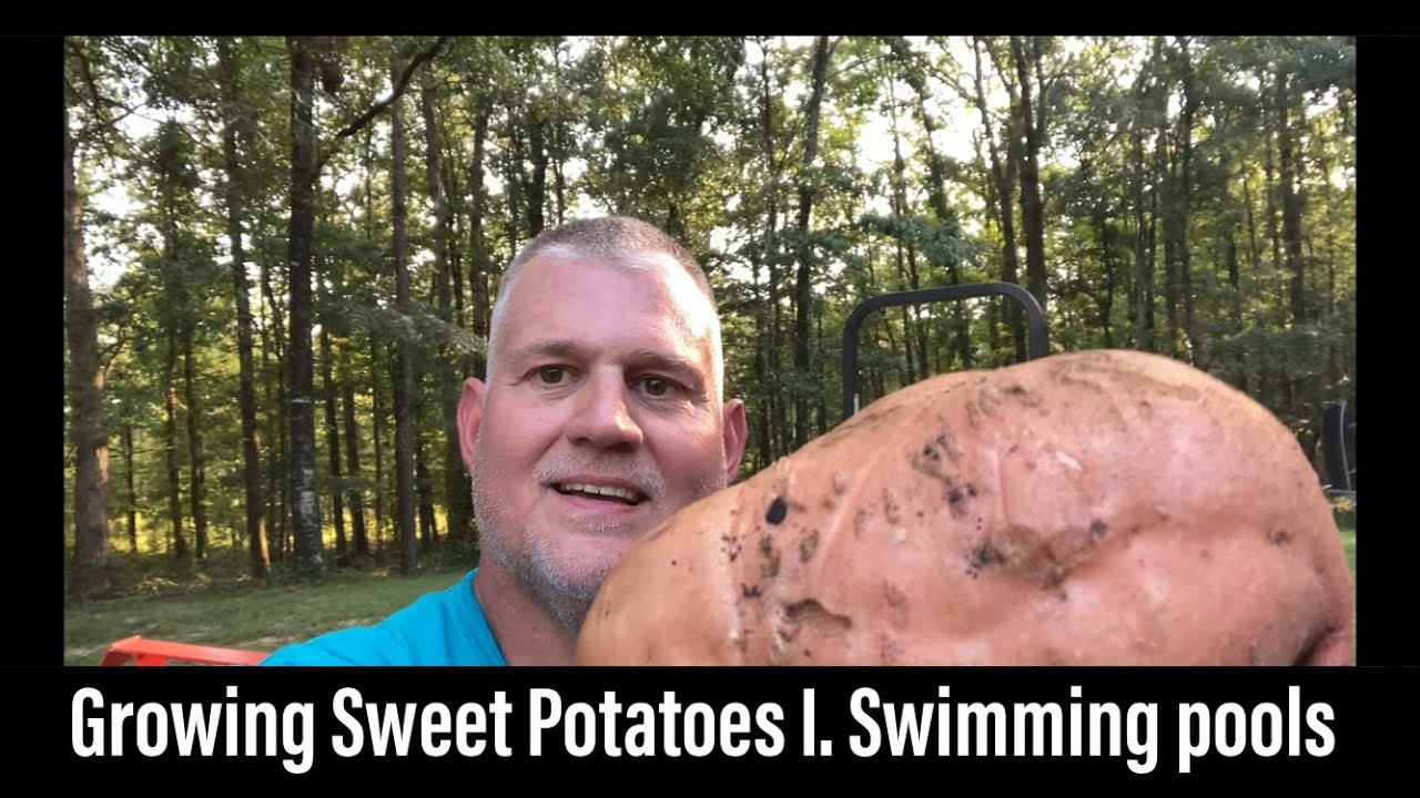 Growing sweet potatoes in baby swimming pools - YouTube