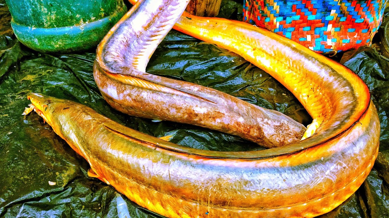 Incredible Biggest Eel Cutting skills | Big Eel Fish Curter Man By Fish ...