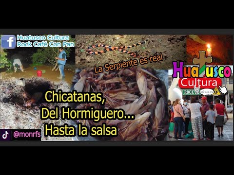 73 - Chicatanas del Hormiguero hasta la salsa (Hormiga gigante de ...
