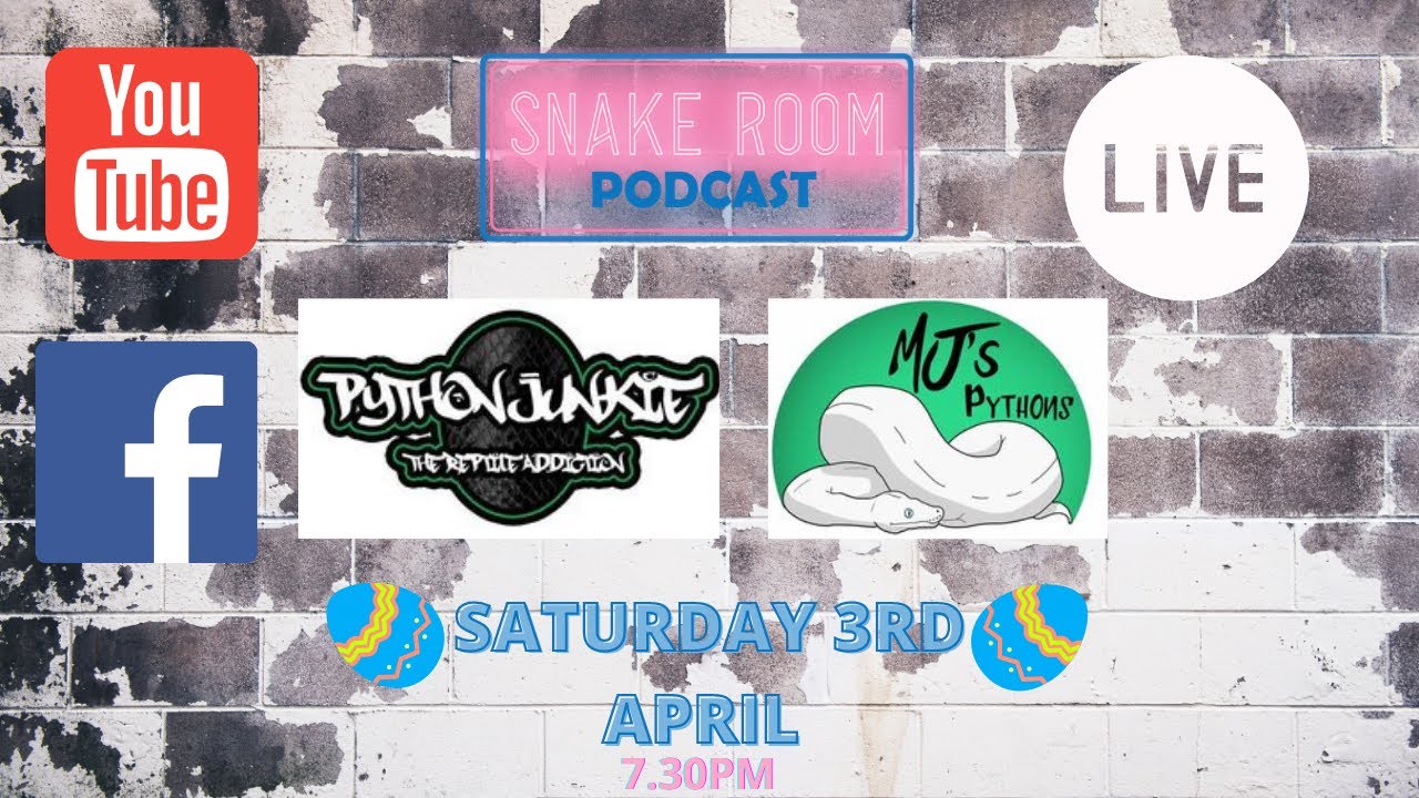 Episode 7 with mj’s pythons and python junkie !! - YouTube