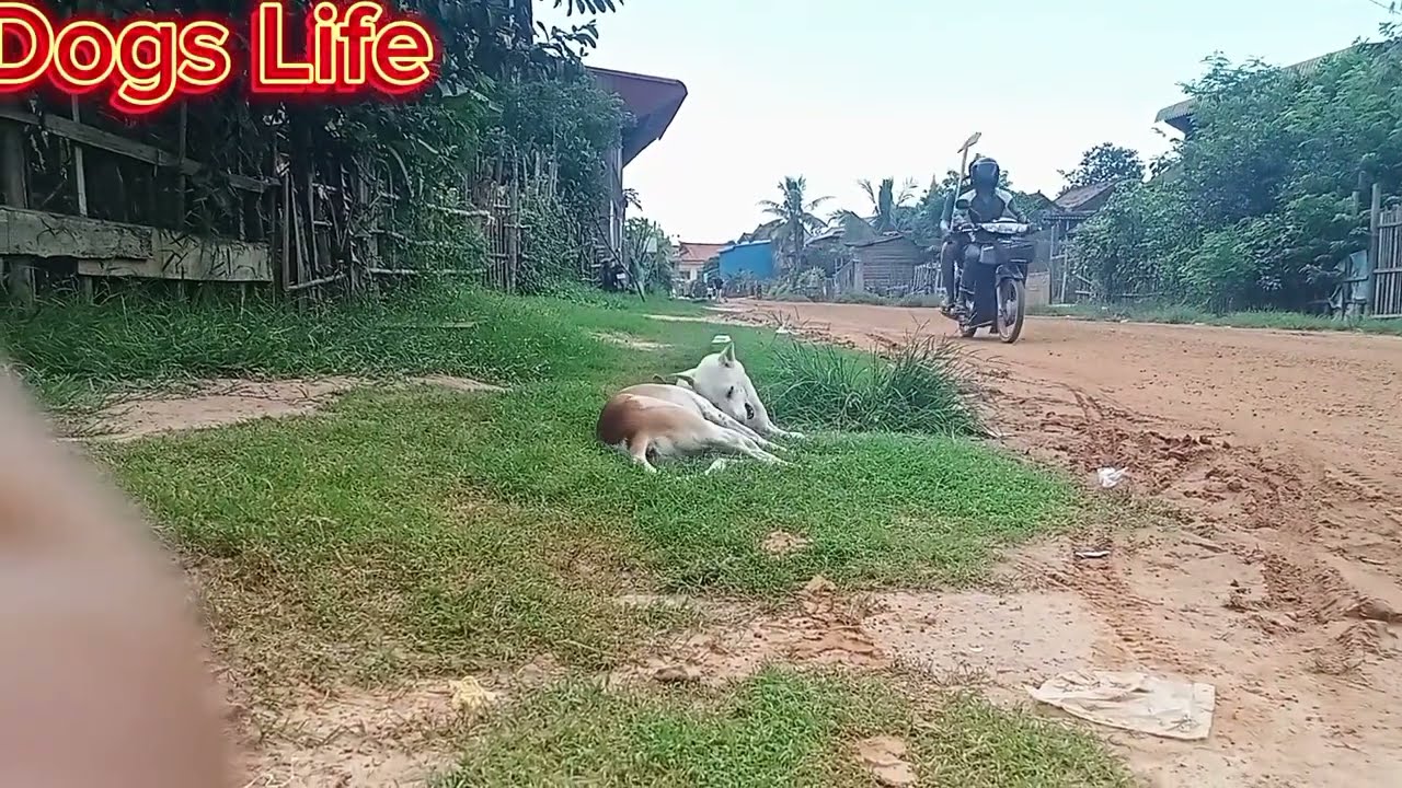 Two dogs are playing so happy in country @Dogslifeall - YouTube