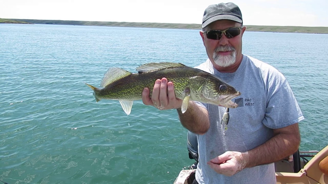 MASSIVE WALLEYE FISHING HAUL IN ALBERTA - YouTube