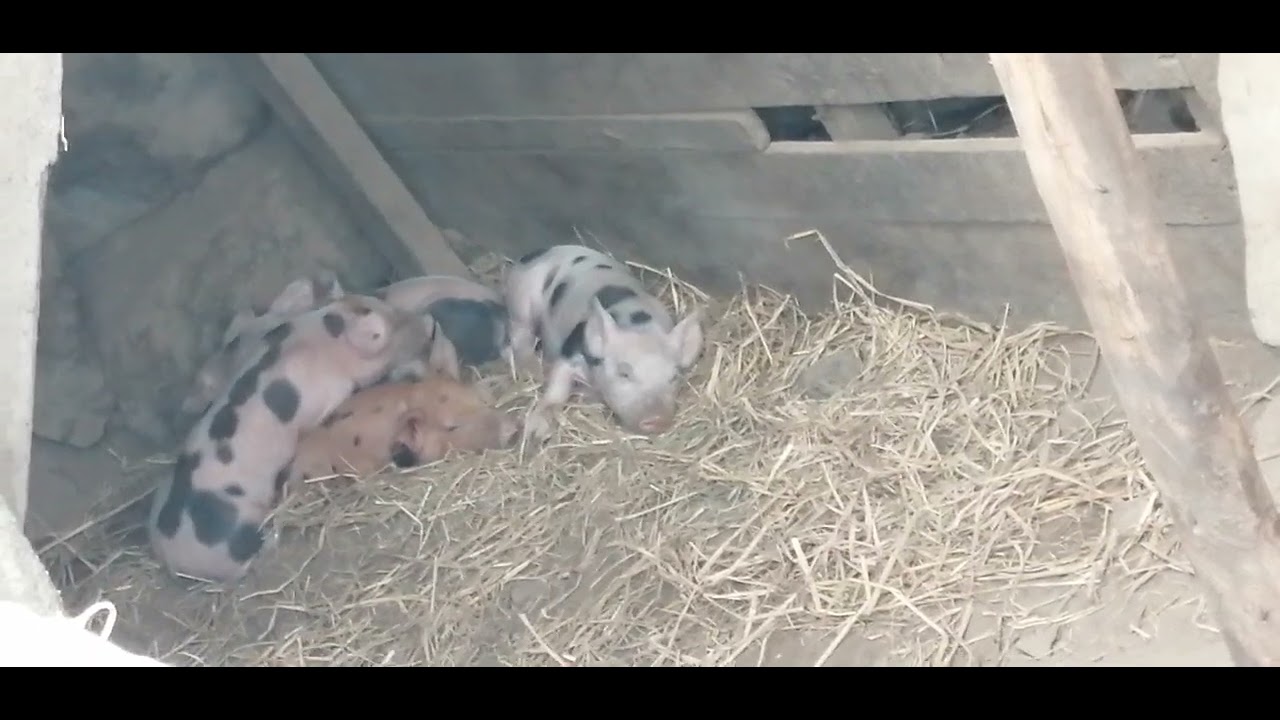 Chanchitos bebes de 5 dias🐖 - YouTube