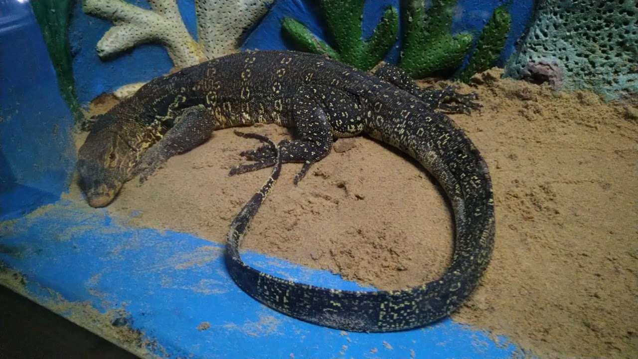 Giant Asian Water Monitor Lizard - YouTube