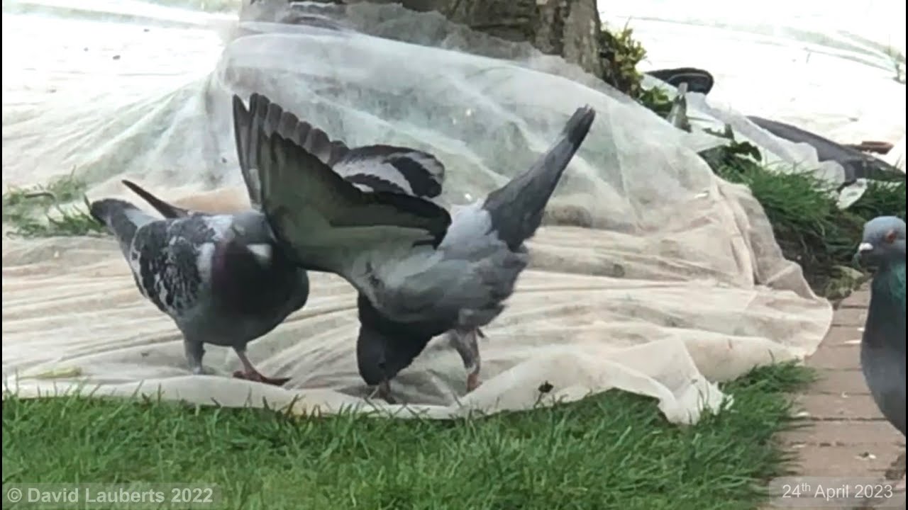 Goose Step - YouTube