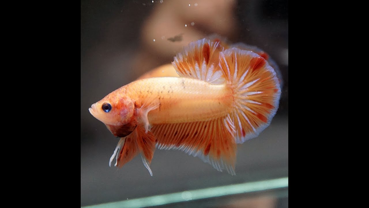 VANDA ORANGE DOTS Halfmoon Plakat HMPK (Male) Betta - YouTube