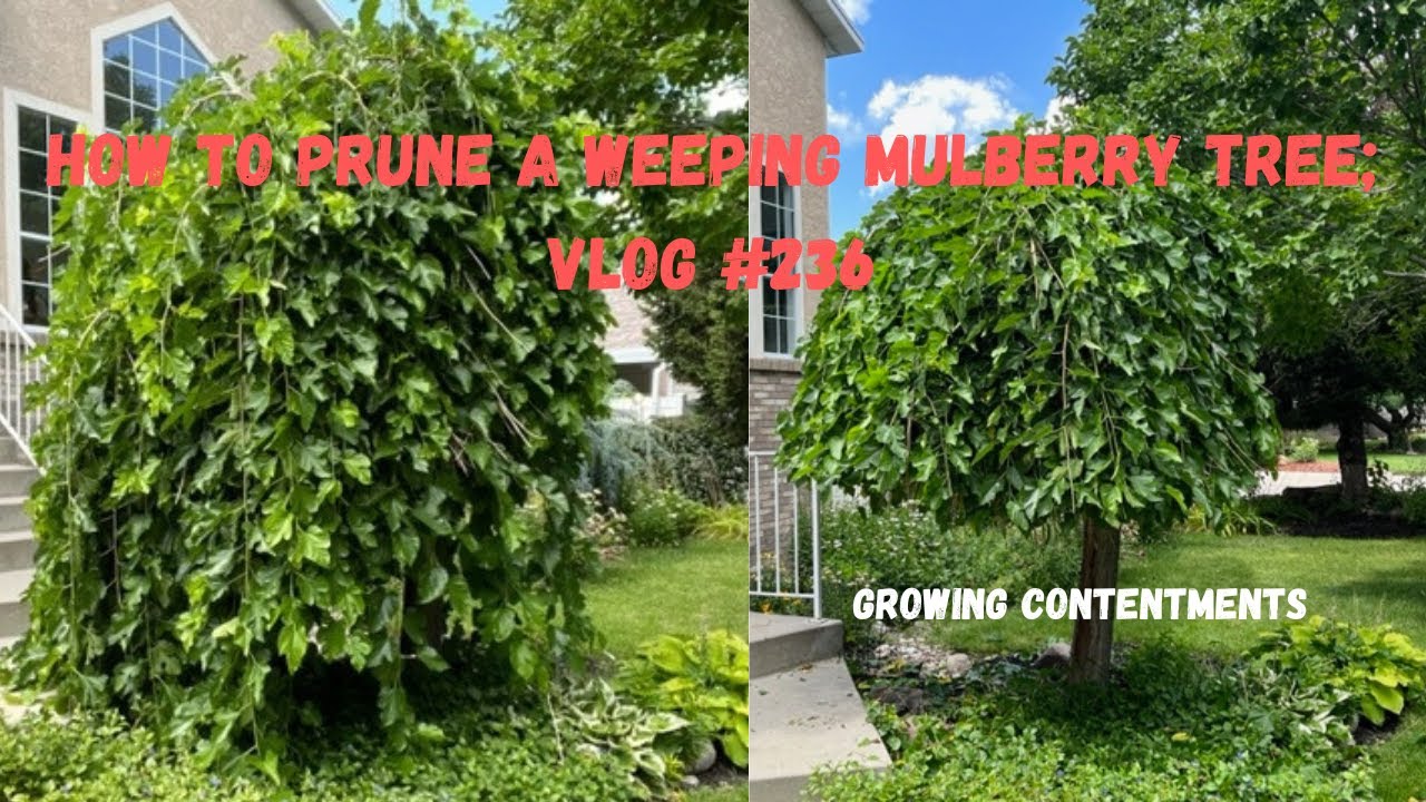 How to prune a Weeping Mulberry tree; Vlog #236 - YouTube