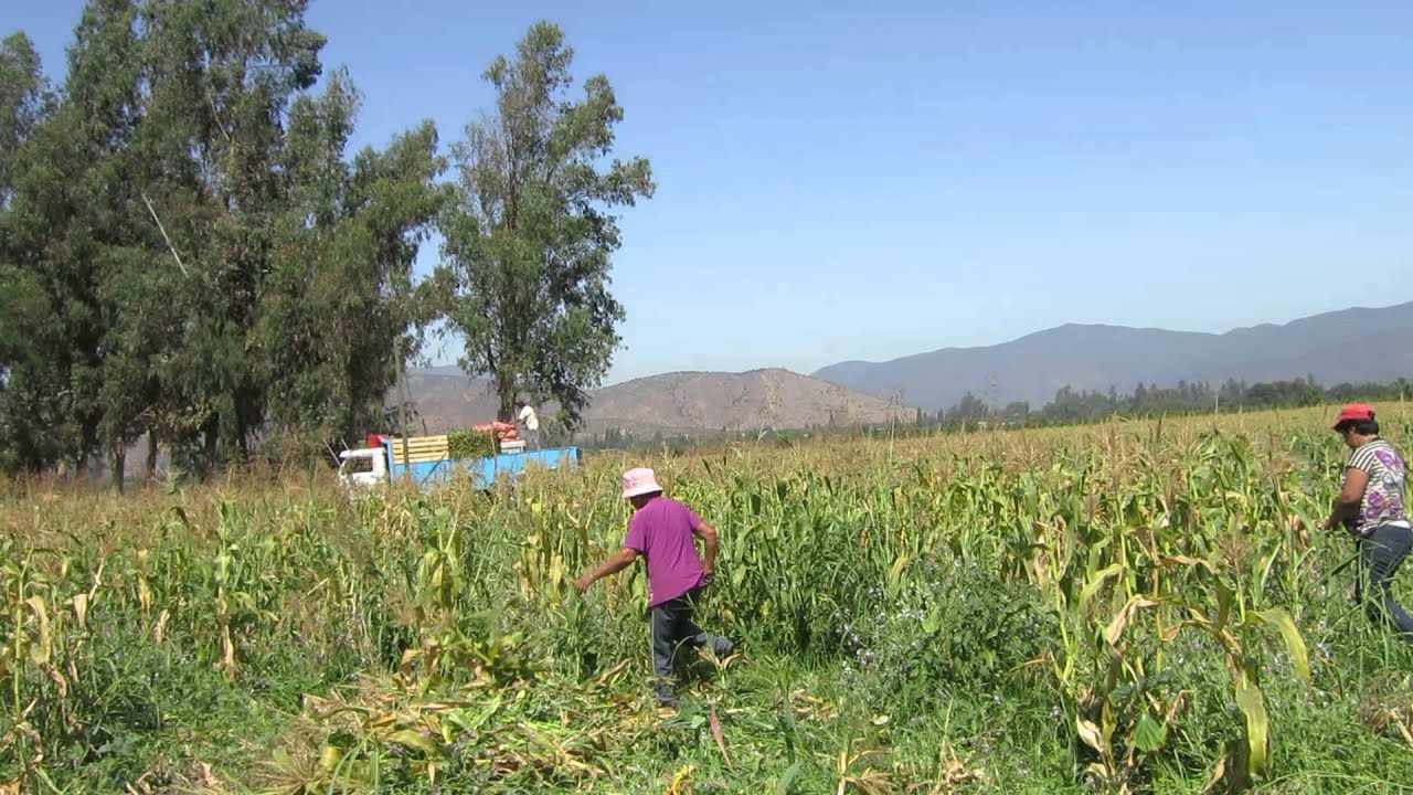 Clearing A Corn Field, Nogales, Chile, Chilefarms - YouTube