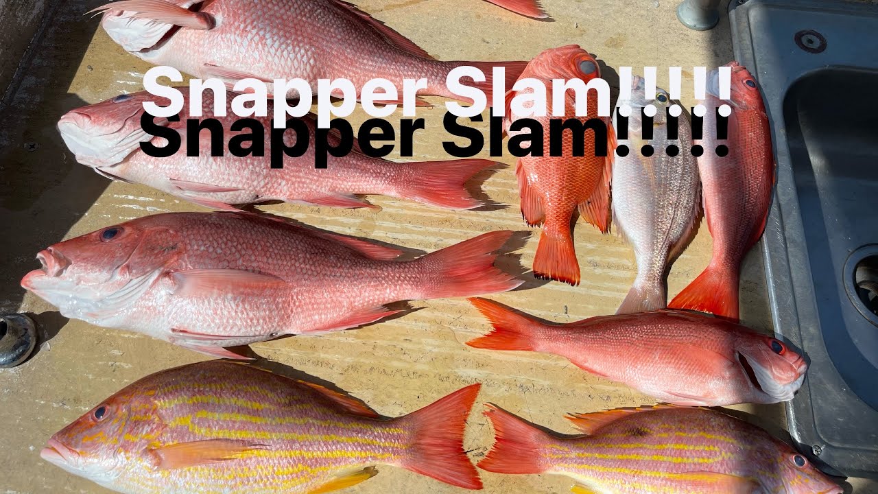 Red, Beeliner and Lane Snapper | Panama City Beach #redsnapper # ...