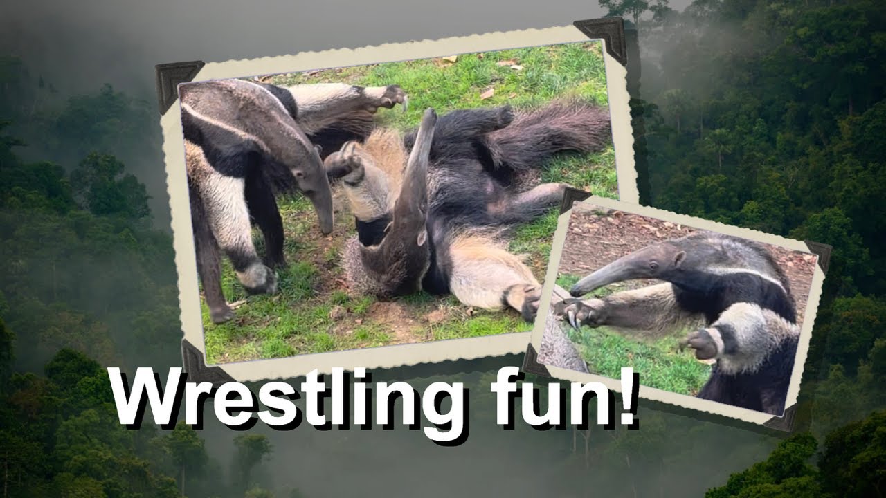 Giant anteaters wrestling at the Pittsburgh Zoo! - YouTube