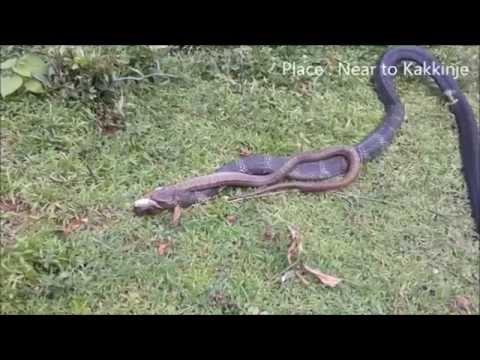 King Cobra eating Cobra, My 103rd Rescue - YouTube