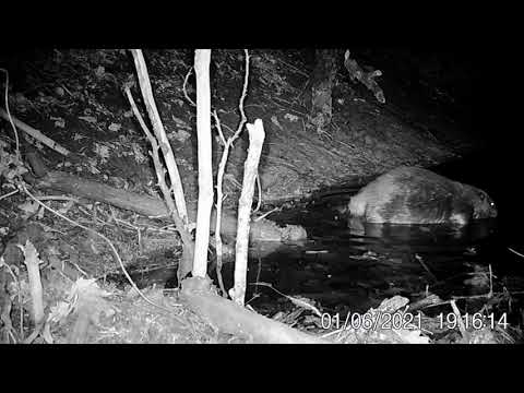 330 Conibear Beaver Trapping Live Action!!