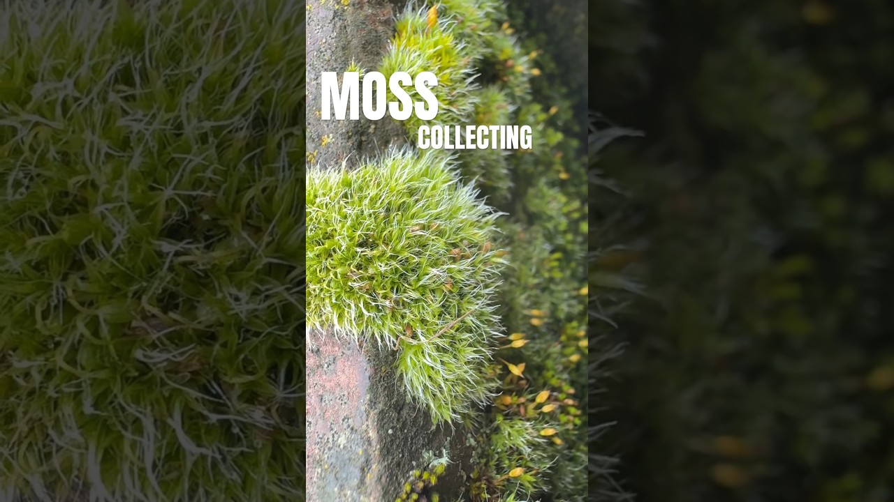 We collected smal piece of Moos for my tiny Terrariums. In the middle ...