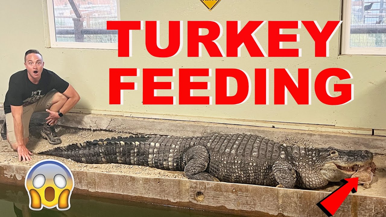 How The Alligators Eat On Thanksgiving!!! - YouTube