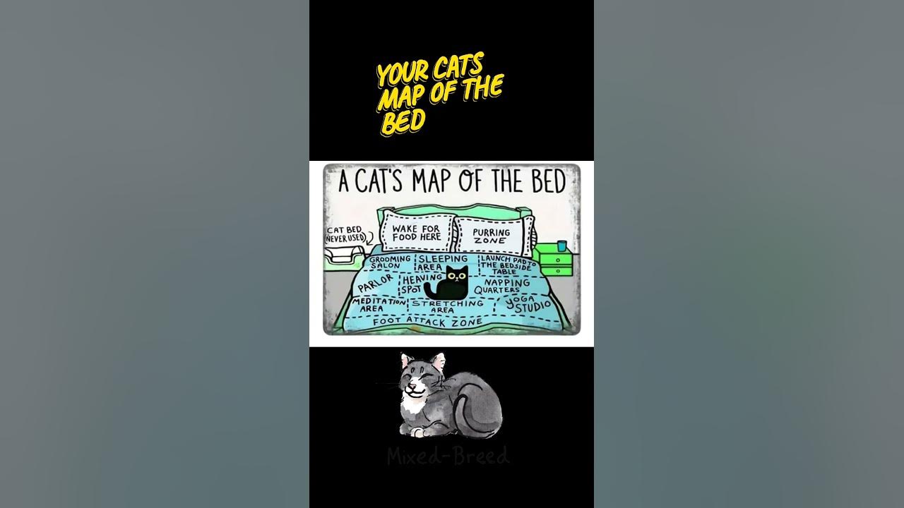Your Cats Map Of The Bed Youtube