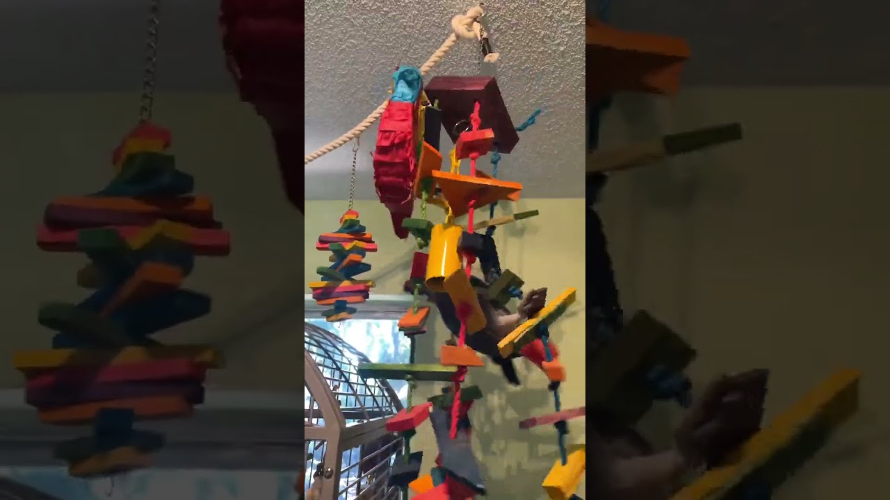 Finally Using his Toys | Apollo the African Grey Parrot - YouTube