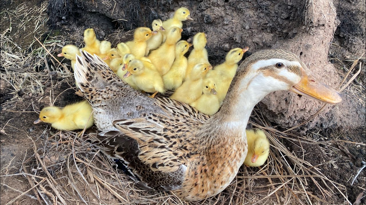 Amazing Duck lays her 40eggs for hatching - Duck New Born - YouTube