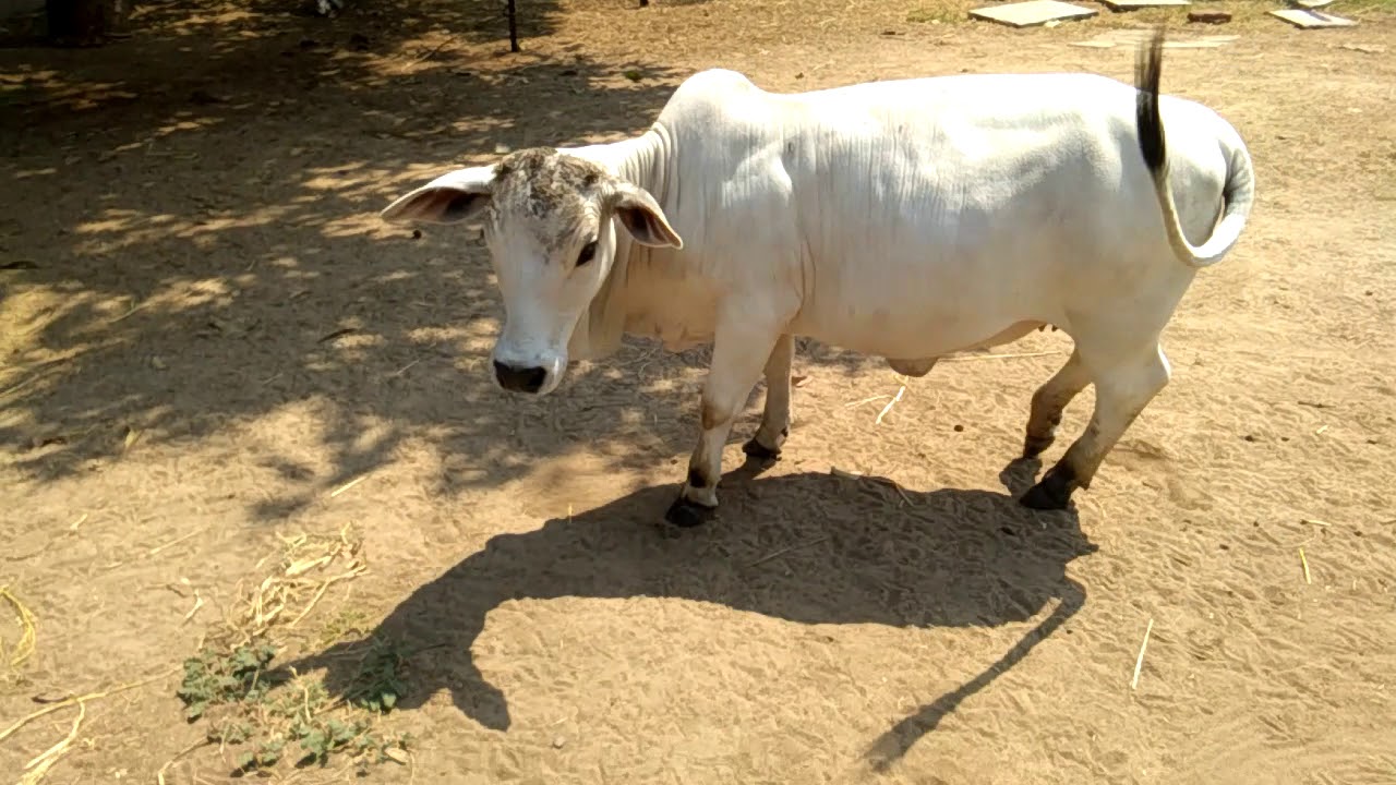 World shortest Punganur Cow in my farm.... - YouTube
