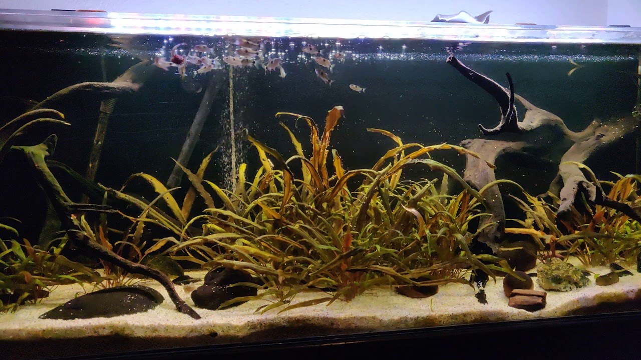 Exodon paradoxus eating bloodworms bucktooth tetras feeding - YouTube