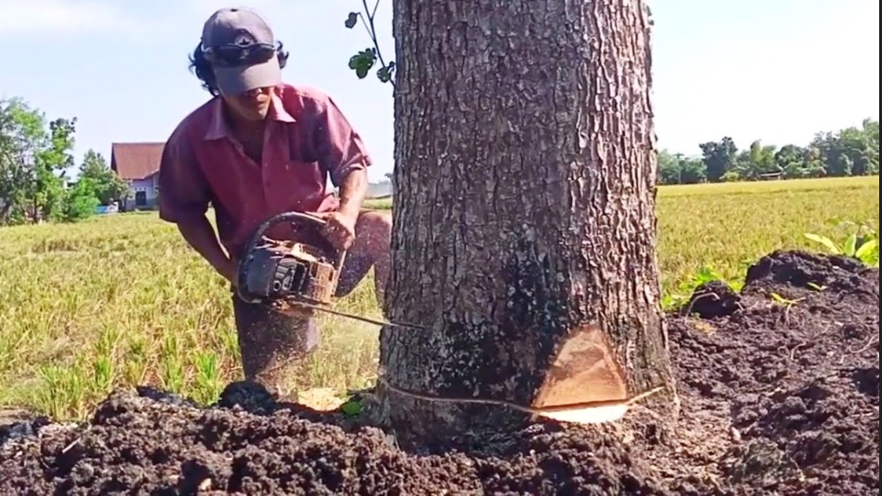 Senso kayu 400 RB.. Tebang pohon trembesi pinggir sawah - MAESTRO ...