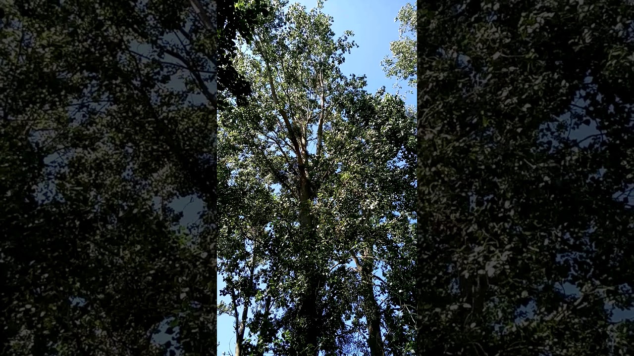 Rustling tree leaves sound - YouTube