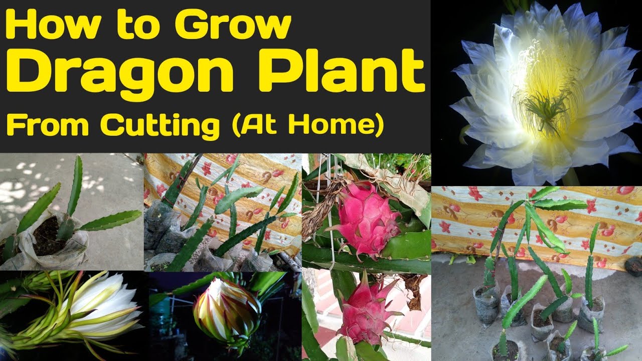 How to Grow Dragon Plant From Cutting At Home./,How to Propagate Dragon ...