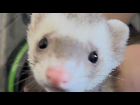 Beyblade X has a new release in Wizard Rod in green! Thank you, Hasbro ...