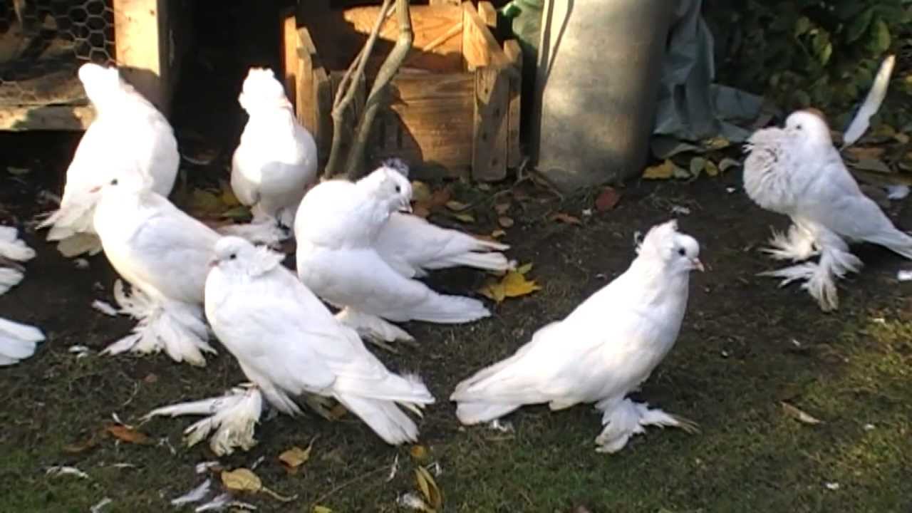 Magyar Óriás Galamb - YouTube