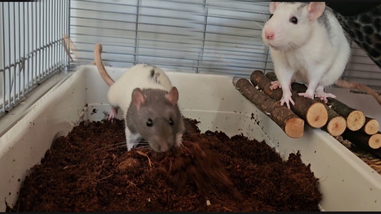 the rats finally have a dig box - YouTube
