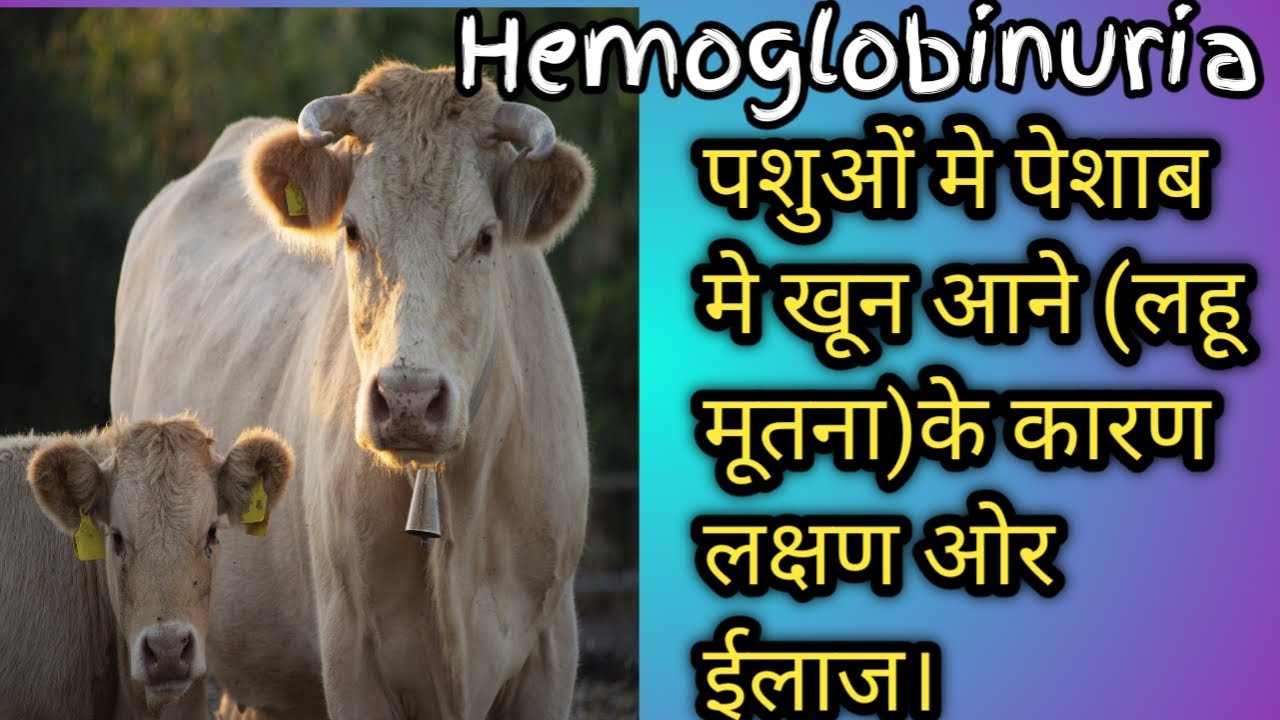 How To Treatment Of Hemoglobinuria in cattle!पशुओं के पेशाब मे खून आने ...