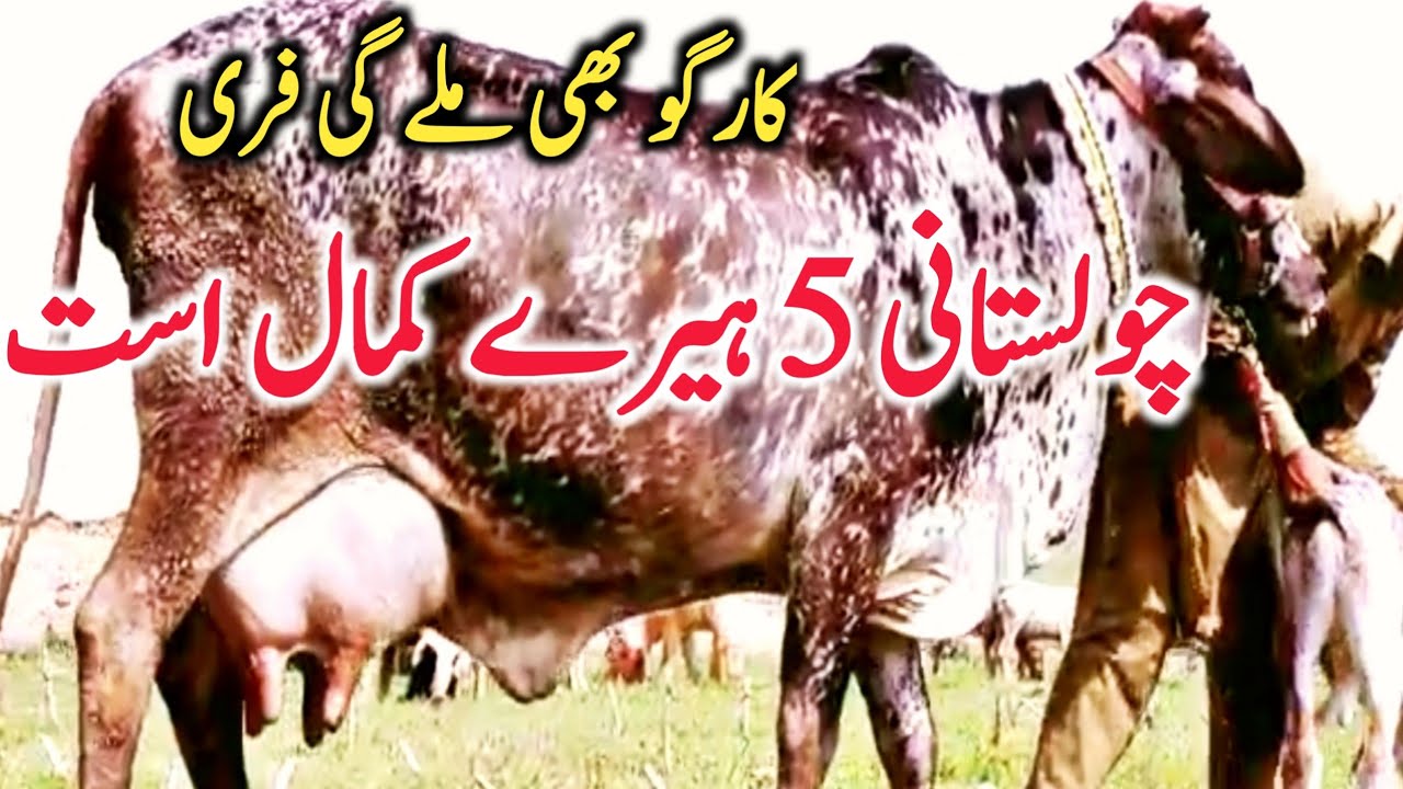 Cholistani Super Quality Cow From Luden Cow Mandi || Global Village ...
