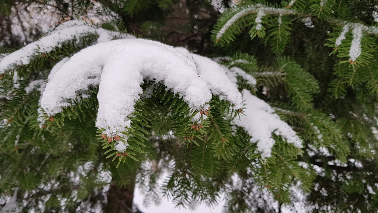 Iarna in orasul meu, BUCURESTI, copaci inzapeziti, citeste descrierea ...