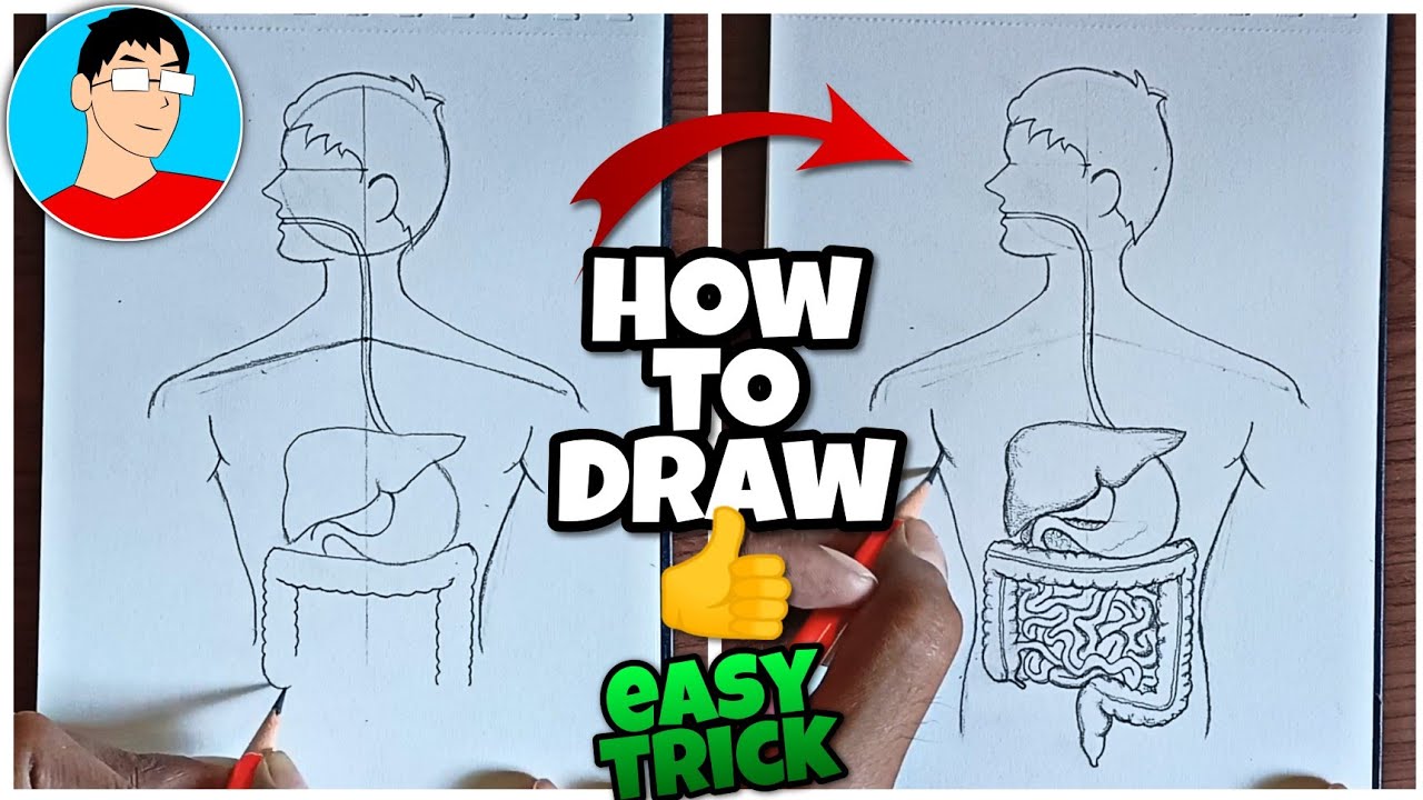 Human Digestive System Drawing, how to Draw human digestive system ...