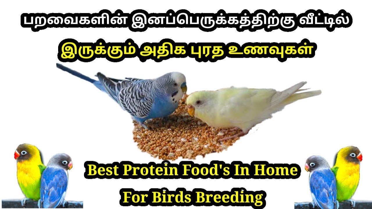Homemade High Protein Food s For Bird s Breeding In Tamil Cheap High Homemade High Protein Food s For Bird s Breeding In Tamil Cheap High
