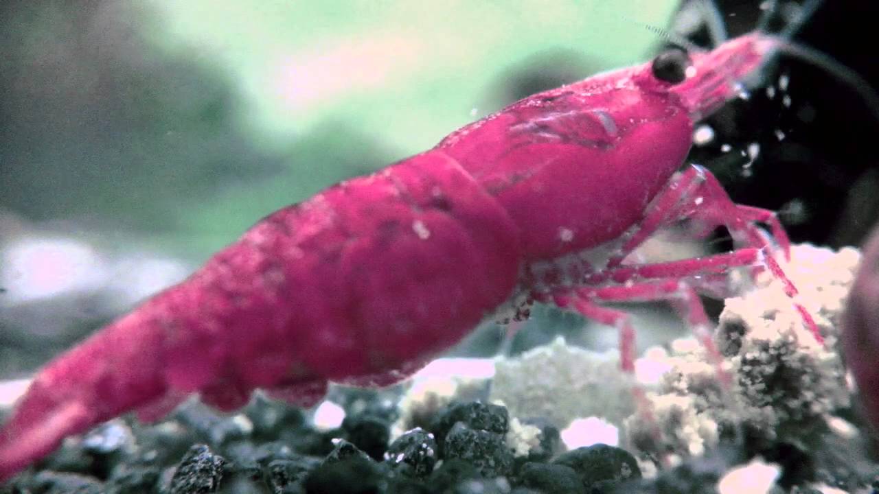Red Fire Sakura // Garnelen // Shrimps - YouTube