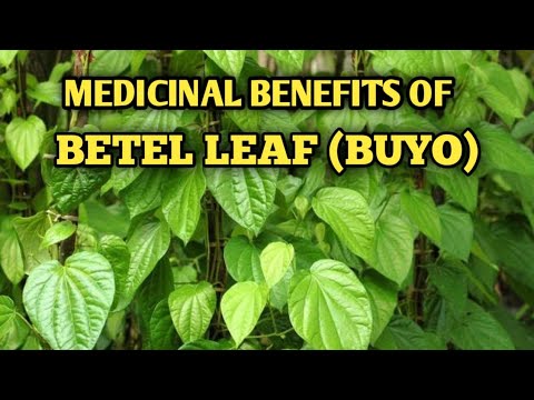 20 MEDICINAL BENEFITS OF BETEL LEAF (BUYO OR PAAN KA PATTA). - YouTube