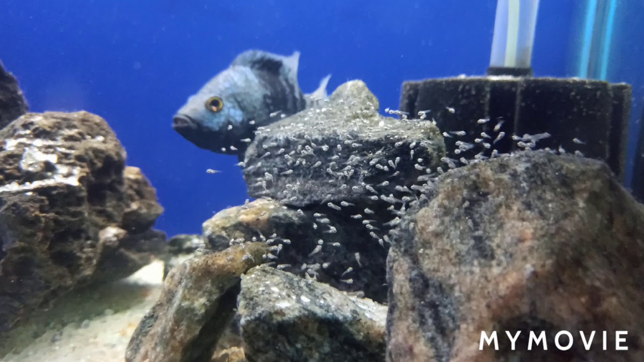 New babies | my Aquarium |Aquarium | Fish | New Born Babies | Cute ...