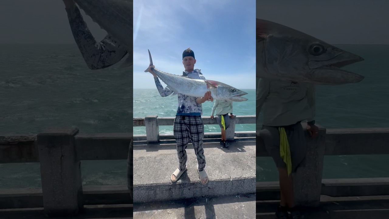 Massive Kingfish from Skyway Fishing Pier 🤯 - YouTube