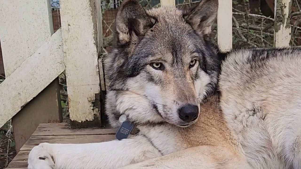 A Wolf's First Heat! #petwolf #wolfpup #wolfdog - YouTube