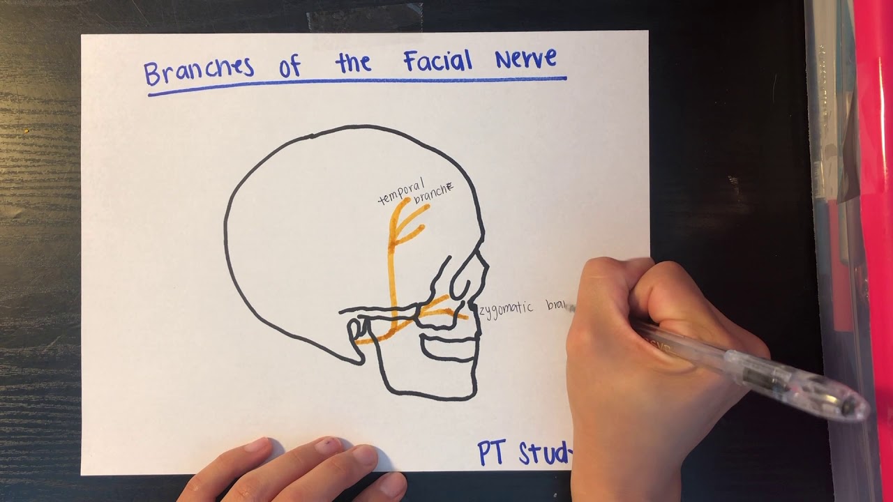 Facial Nerve Drawing - YouTube