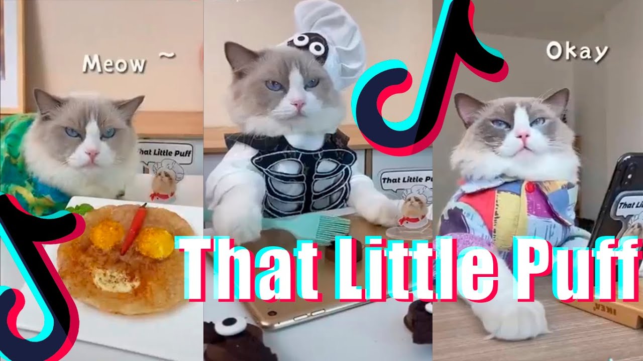 Little Puff TikToks - Funny That Little Puff TikTok Compilation 2021 ...