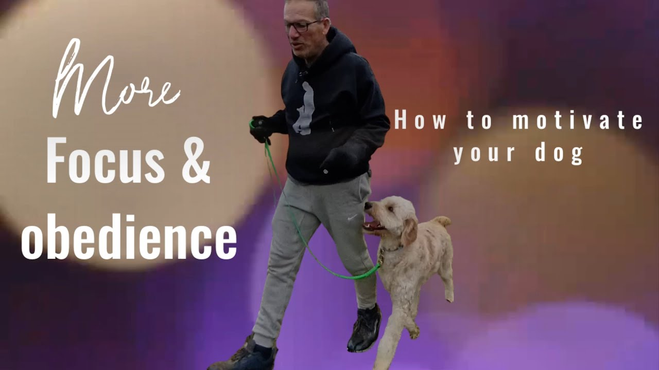 More Focus & Obedience Montreal Dog Trainer Family K9 Dog Training ...