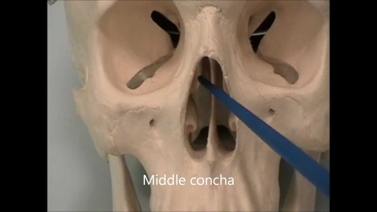 Superior Nasal Concha Skull