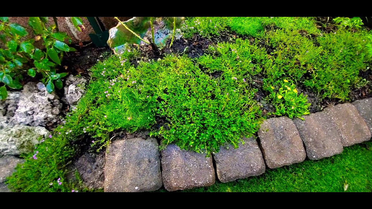 Ground covers are your friend. Creeping thyme, Irish moss, and Jewel of ...