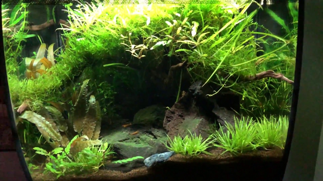8-Month Stabilized Aquascape in Fluval Flex 15 - YouTube