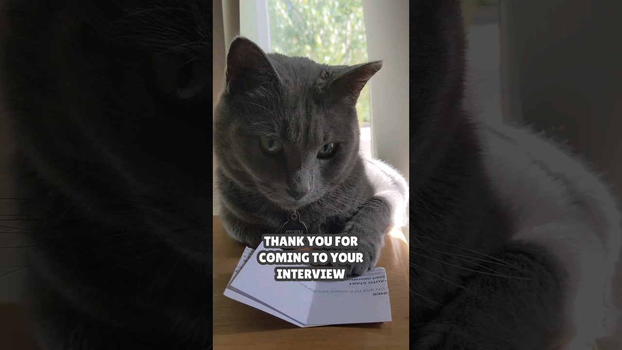 Interview With A Cat #shorts #catvideo #funnyanimal #comedyvideo #meme ...