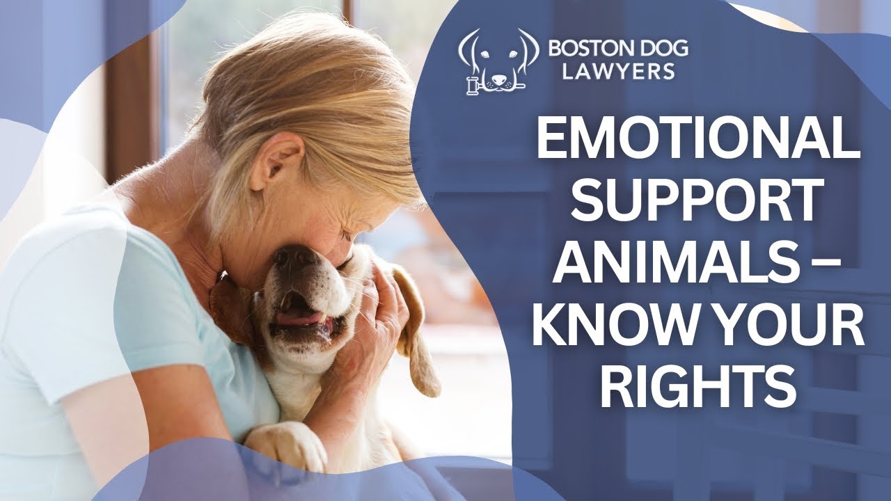 Emotional Support Animals – Know Your Rights | Boston Dog Lawyers - YouTube